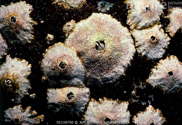 Stock photo of Acorn Barnacles {Tetraclita formosana} attached to ...