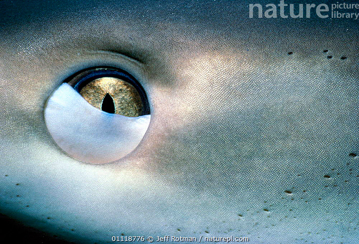 Stock photo of Eye of Caribbean reef shark {Carcharhinus perezi ...