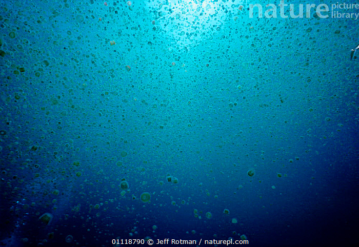 Stock photo of Sea thimble jellyfish {Linuche unguiculata} schooling ...