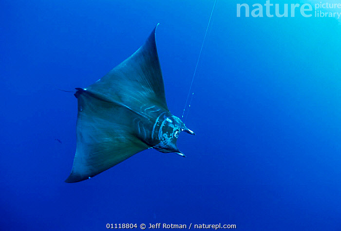 Stock photo of Manta ray {Manta birostris} caught on long-line shark ...