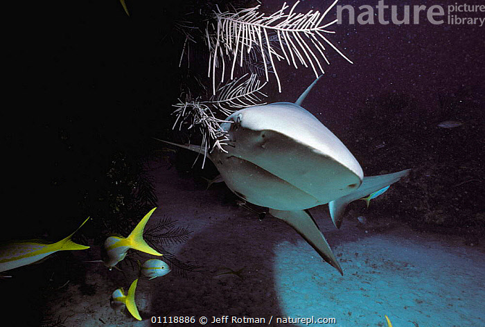 Stock photo of Caribbean reef shark {Carcharhinus perezi} + Yellowtail ...