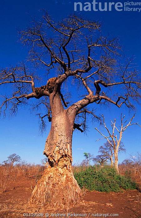 Stock photo of Baobab tree {Adonsonia digitata} showing tusk damage ...