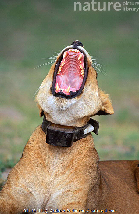 Stock photo of African lion with radio collar yawning {Panthera leo ...