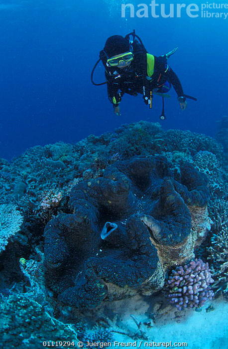 Stock photo of Diver and Giant clam {Tridacna gigas} Great Barrier Reef ...