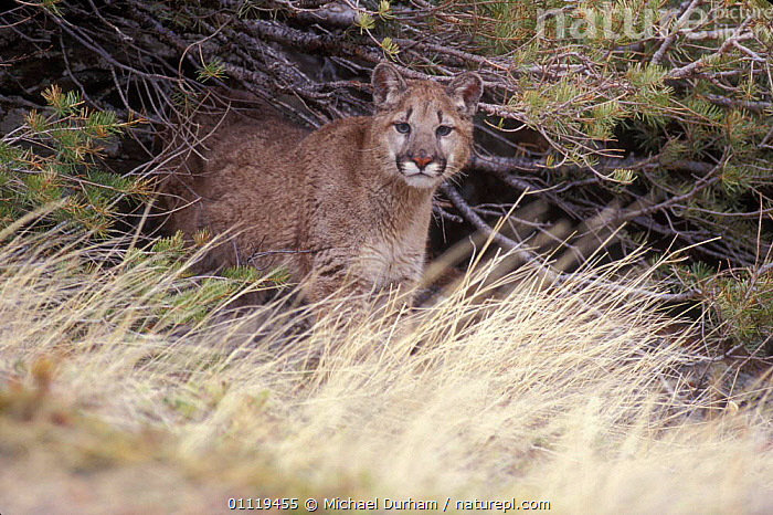 Stock photo of Juvenile female Puma / mountain lion {Felis concolor ...