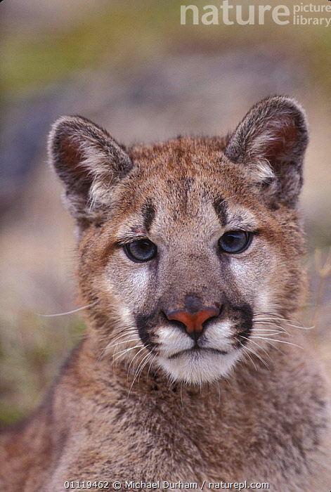 Stock photo of Juvenile female Puma / mountain lion portrait {Felis ...