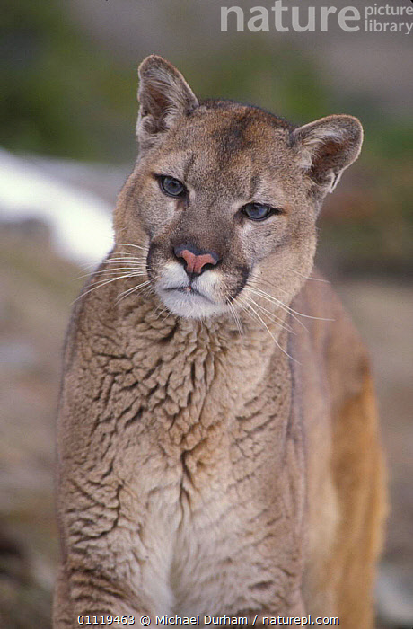 Stock photo of Male Puma / mountain lion portrait {Felis concolor ...