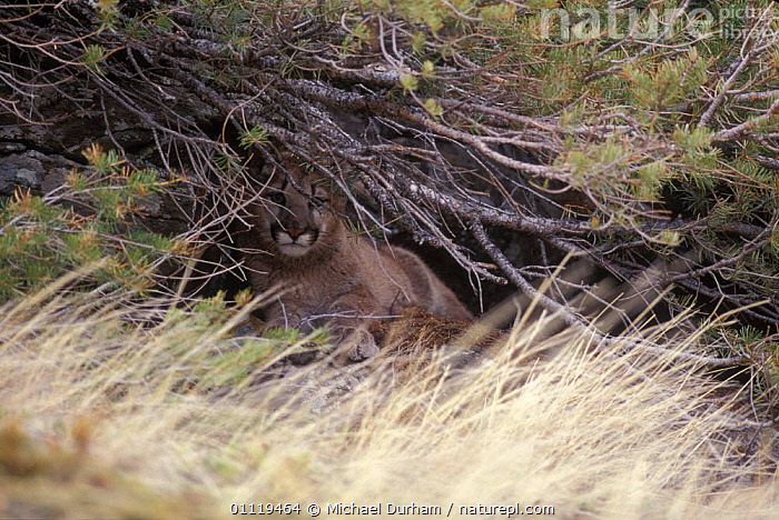 Stock photo of Juvenile female Puma / mountain lion hiding in tree ...