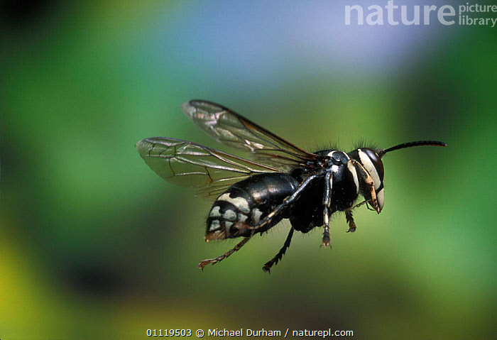 Stock photo of Bald faced hornet {Dolicho- vespula maculata} in flight ...