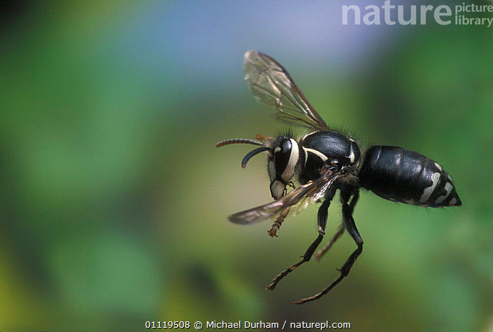 Stock photo of Bald faced hornet {Dolicho- vespula maculata} in flight ...