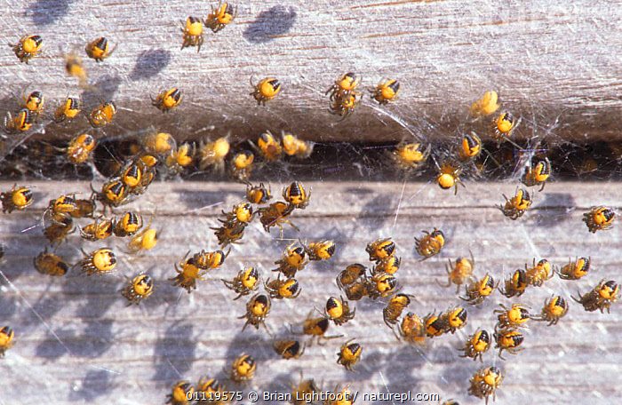 Stock photo of Young spiderlings, UK. Available for sale on www ...