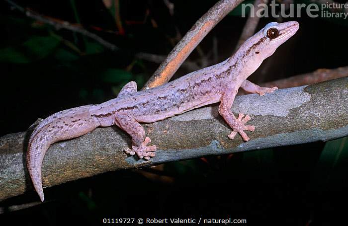 Stock photo of Reticulated velvet gecko, female (Hesperoedura ...