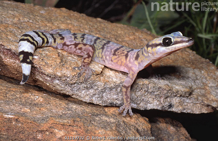 Stock photo of Marbled velvet gecko, male {Oedura marmorata} Northern ...