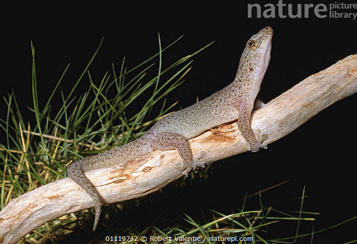 Stock photo of Purple dtella gecko {Gehyra purpurascens} Western ...