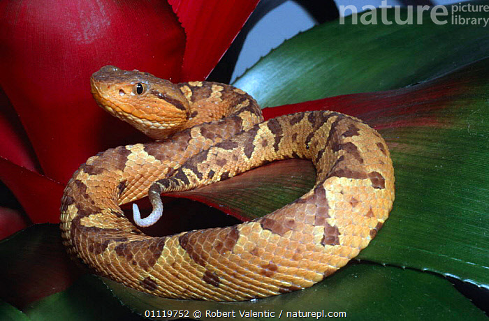 Stock photo of Jumping viper {Atropoides / Bothrops nummifer} juvenile ...
