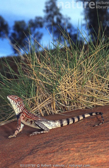 Stock photo of Ring tailed dragon male {Ctenophorus caudicinctus ...