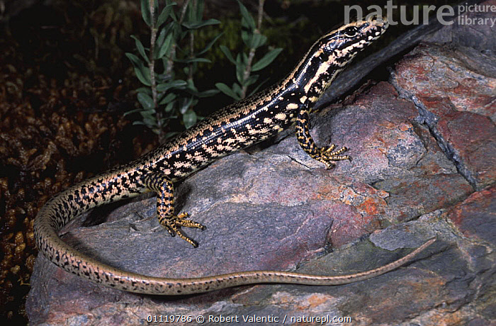 Stock photo of Southern water skink {Eulamprus heatwolei} New South ...