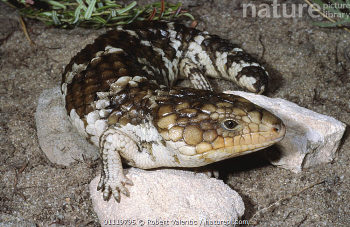 Stock photo of Shingleback lizard {Trachydosaurus / Tiliqua rugosa ...