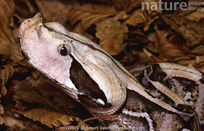 West African Gaboon Viper Bitis Gabonica Rhinoceros East African