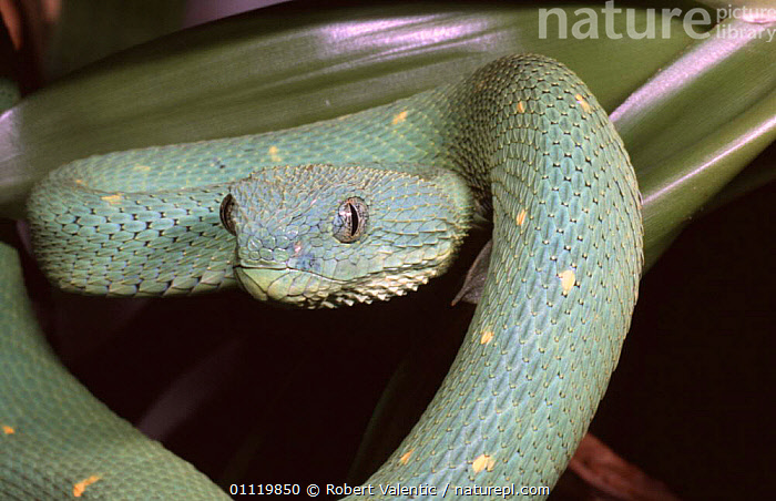 Stock photo of Green bush viper {Atheris chloroechis} female, captive ...