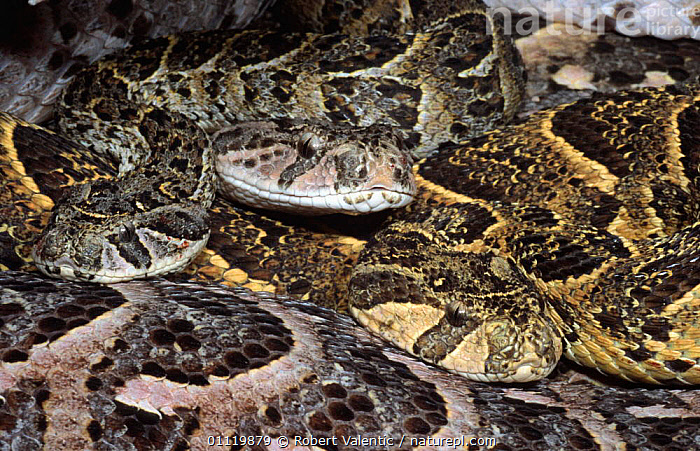 Stock photo of Three adult Puff adders, one in yellow phase {Bitis ...