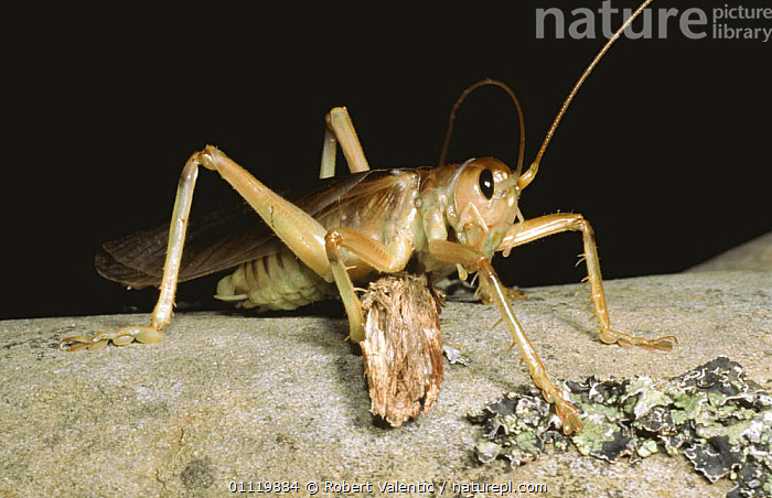 Stock photo of King cricket {Mimnermidae} Wallpolla island, Victoria ...