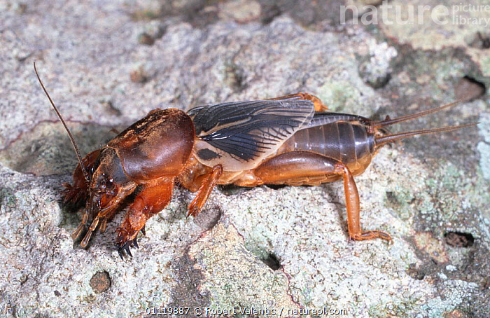 Stock photo of Australian Mole cricket, species unknown, Victoria ...