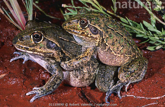 Stock photo of Giant frogs in amplexus {Cyclorana australis} Western ...