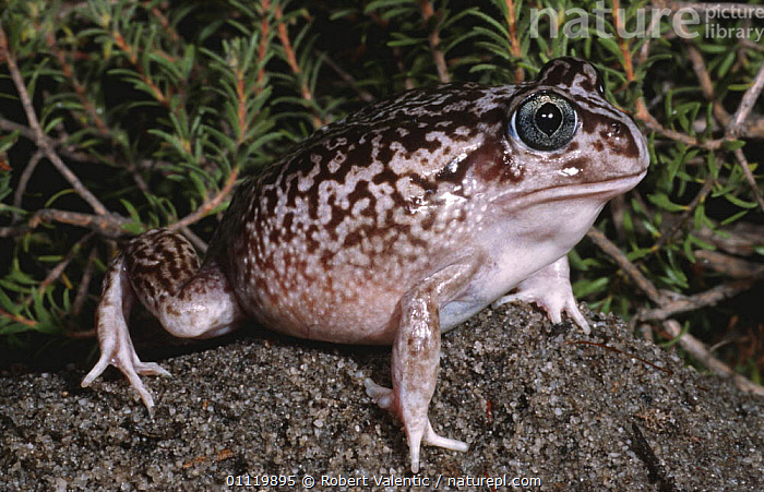 Stock photo of Female Sand frog {Heleioporus psammophilus} Western ...