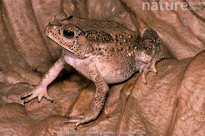 Stock photo of Black spined toad {Bufo melanostictus} Singapore ...