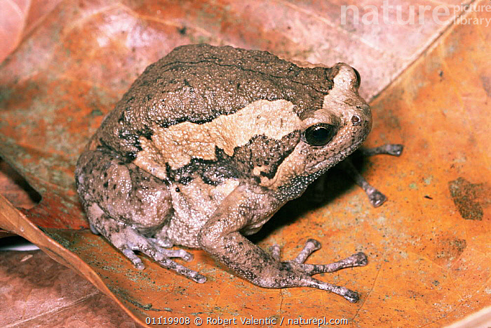 Stock photo of Asian painted frog / Common bullfrog {Kaloula pulchra ...