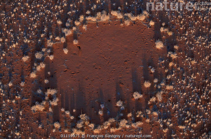 Stock photo of Aerial view of 'fairy circle' in Namib desert with Oryx ...
