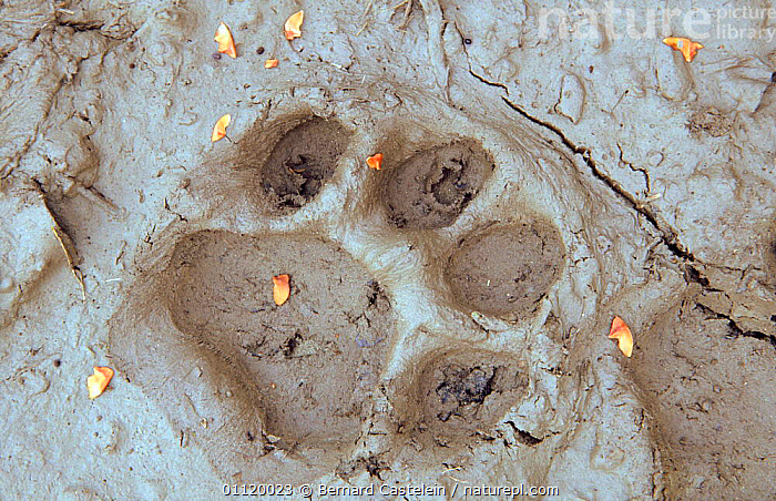 Stock photo of Tigeress pug mark in mud {Panthera tigris} Kaziranga NP ...