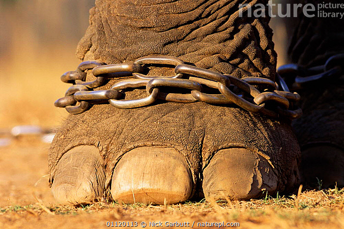 Stock photo of Close-up of chained foot of Indian elephant {Elephas ...
