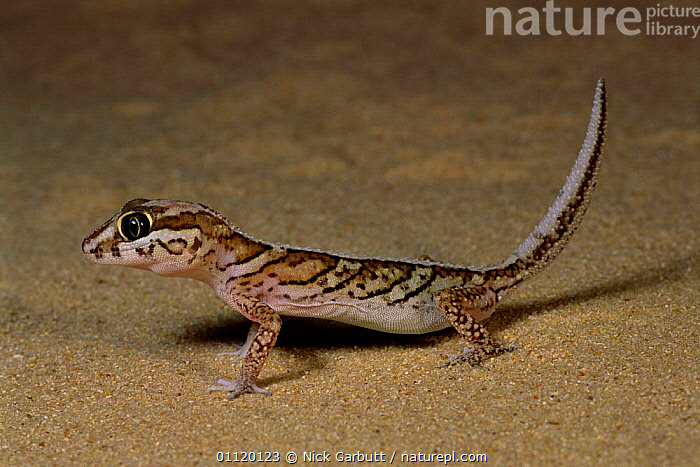 Stock photo of Big headed gecko in desert {Paroedura pictus} Ifaty ...