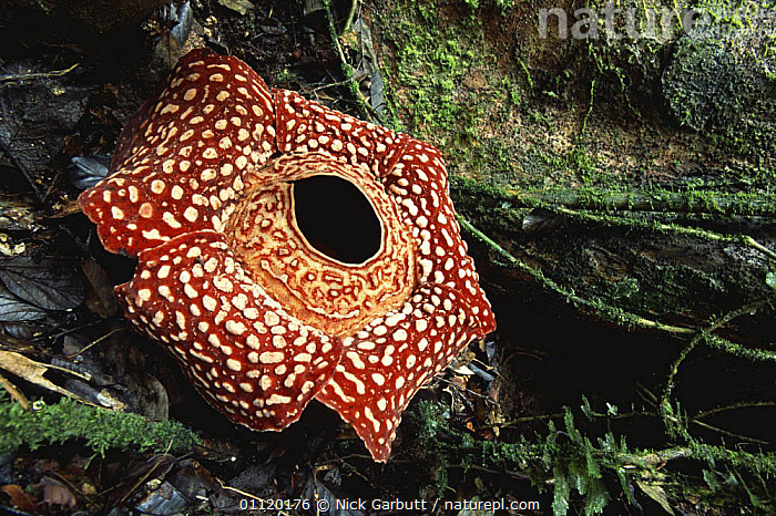 Stock photo of Rafflesia flower {Rafflesia pricei} Tambunan, Sabah ...