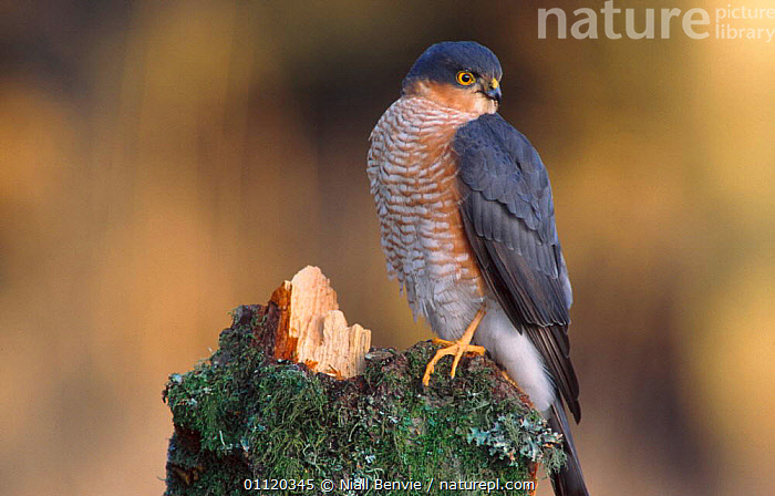 Stock photo of Male sparrowhawk on alder stump {Accipiter nisus ...