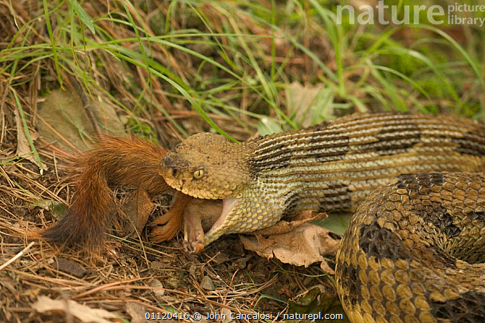 Stock photo of Timber rattlesnake {Crotalus horridus} eating American ...