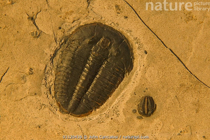 Stock photo of Trilobite fossil from middle cambrian period ...
