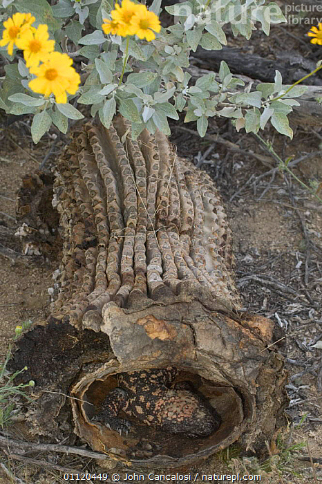Stock photo of Gila monster {Heloderma suspectum} in Saguaro cactus ...