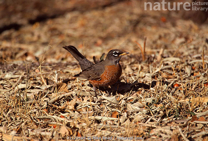 Stock photo of American robin {Turdus migratorius} New Mexico, USA ...