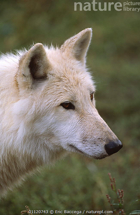Stock photo of Arctic grey wolf {Canis lupus} Bayerisher wald NP ...