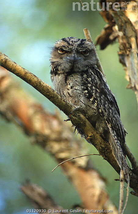 Stock photo of Tawny frogmouth (Podargus strigoides) Queensland ...