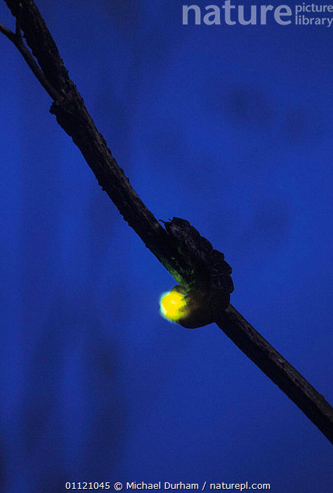 Stock photo of Douglas fir glow worm {Pterotus obscuripennis} glowing ...