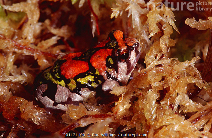 Stock photo of Painted / Rainbow burrowing frog {Scaphiophryne ...