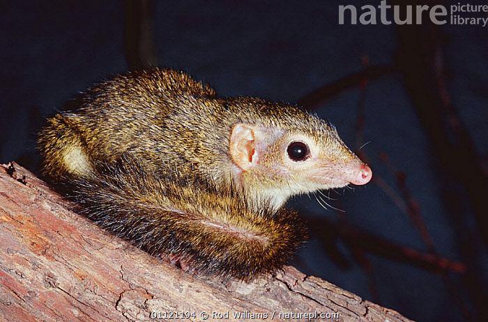 Stock photo of Pygmy tree shrew {Tupaia minor} captive, from Asia ...