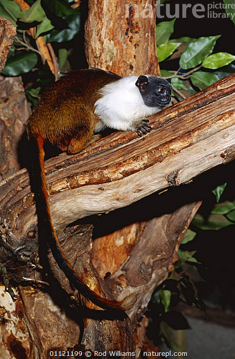 Stock photo of Bare faced / pied tamarin {Saguinus bicolor} captive ...