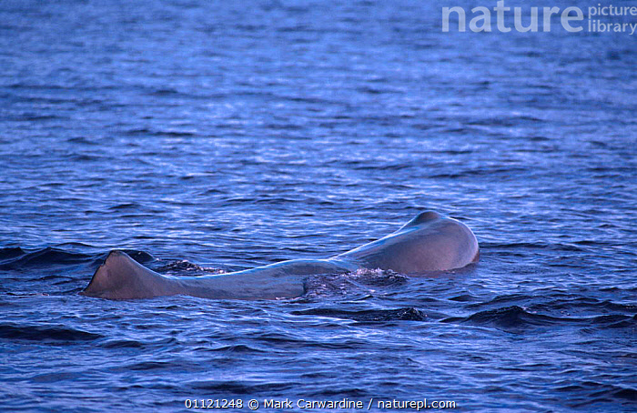 Stock photo of Sperm whale logging {Physeter macrocephalus} Maldives ...