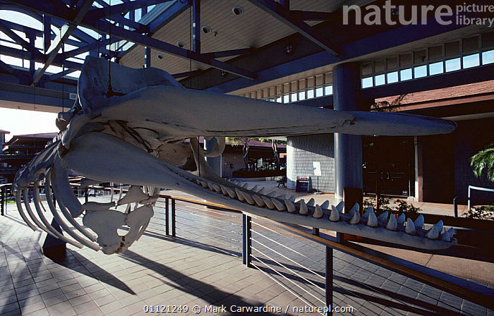 Stock photo of Sperm whale skeleton in museum {Physeter macrocephalus ...