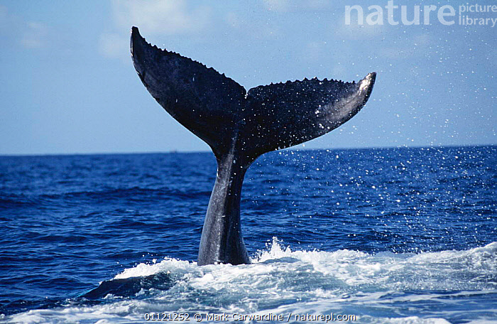 Stock photo of Humpback whale lobtailing {Megaptera novaengliae ...
